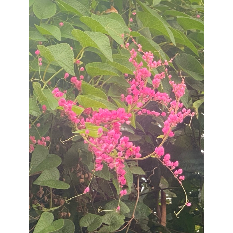 Bunga Air Mata Pengantin (Antigonon leptopus) | Shopee Malaysia