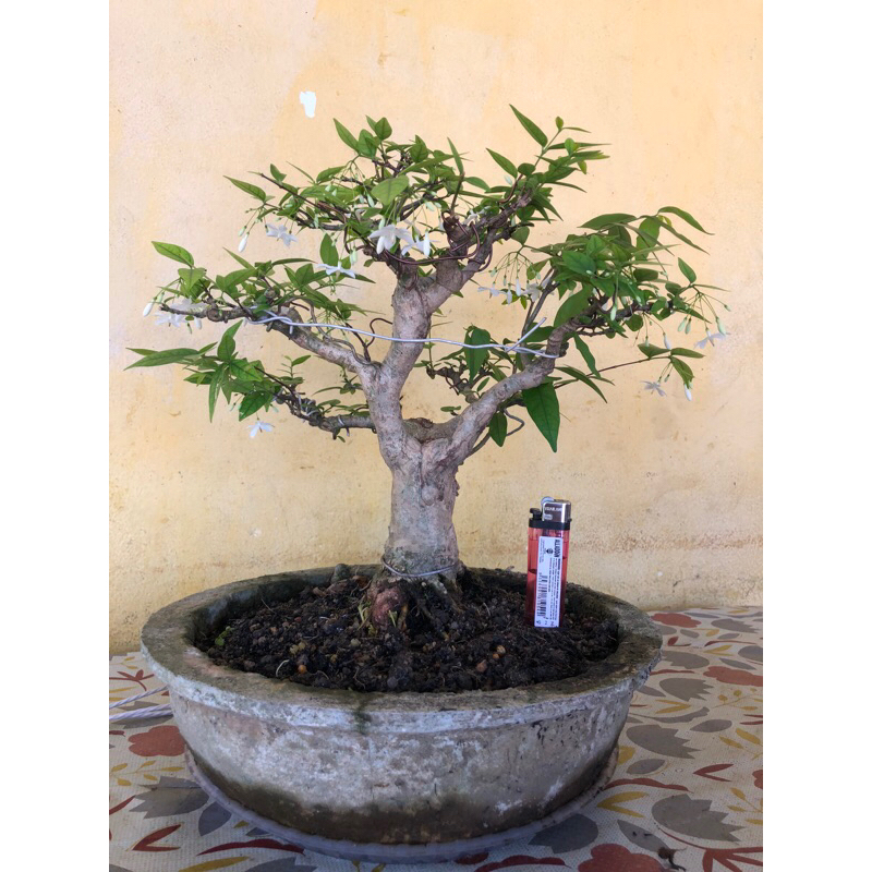 POKOK BONSAII JELITI🌳 | Shopee Malaysia