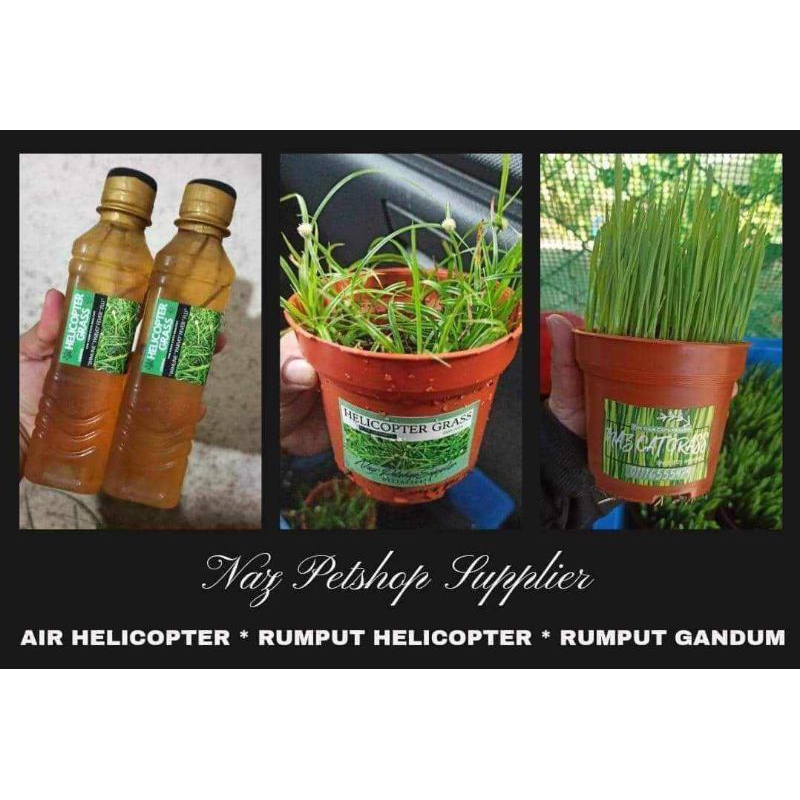 Cat Grass Rumput Siap Tumbuh untuk Makanan Kucing GROWTH CAT GRASS ...