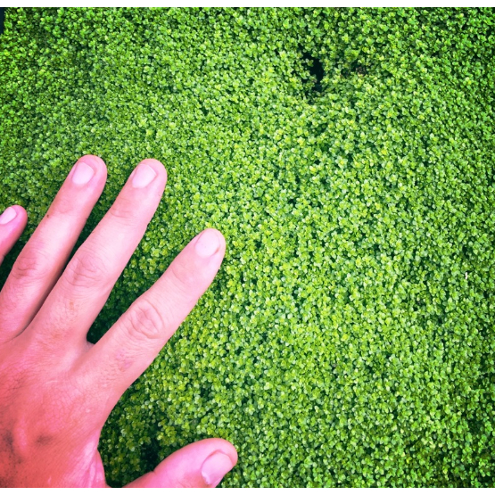 🔥BUY 3 FREE 1 hc cuba /Aquatic plant monte carlo🔥 | Shopee Malaysia