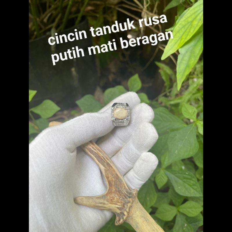 cincin tanduk rusa putih mati beragan | Shopee Malaysia