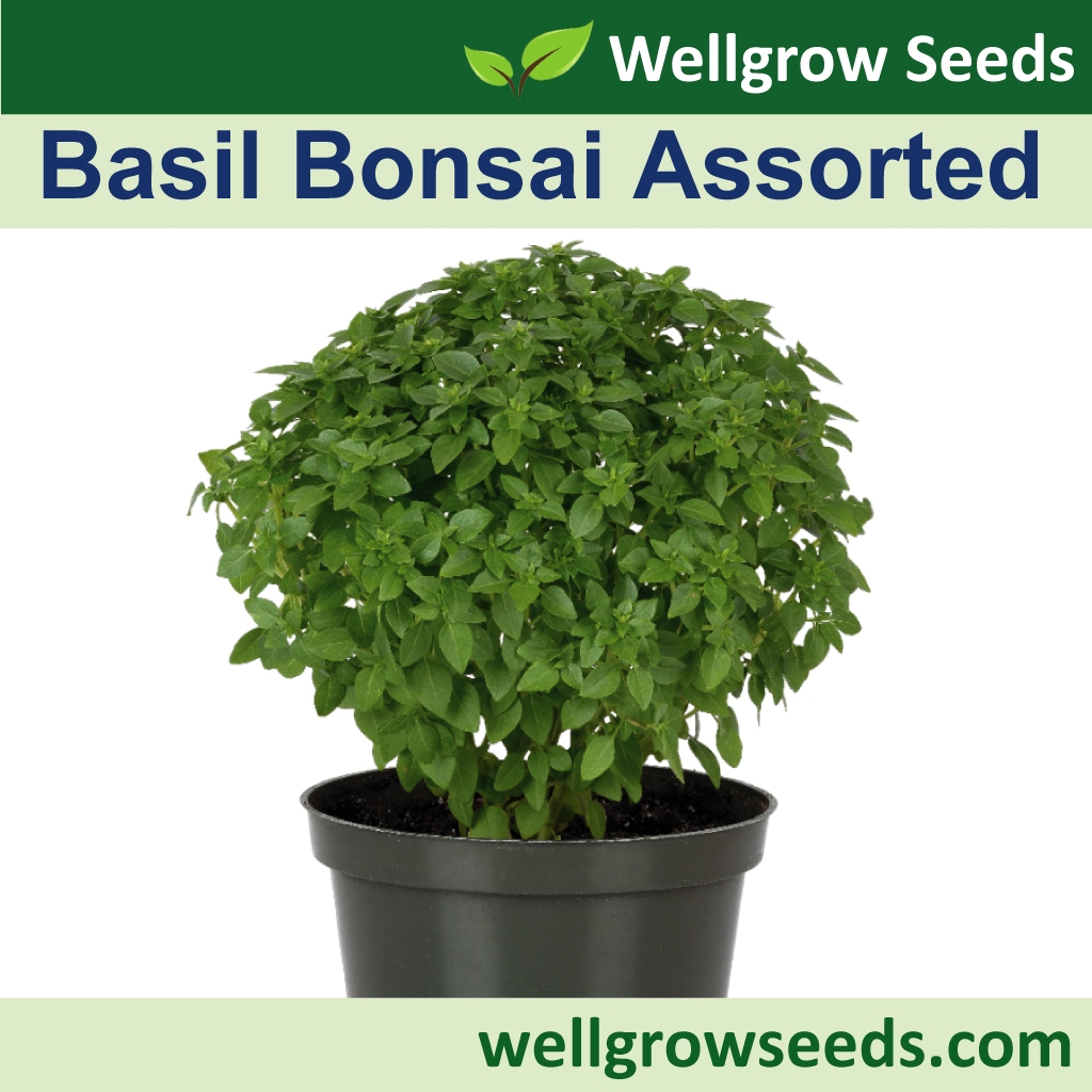 Basil Bonsai Assorted 罗勒盆栽 Biji Benih Selasih Herb Seeds Wellgrow Seeds ...