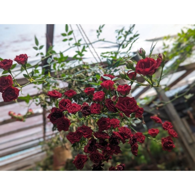 Keratan batang Ros mini climbing | Shopee Malaysia