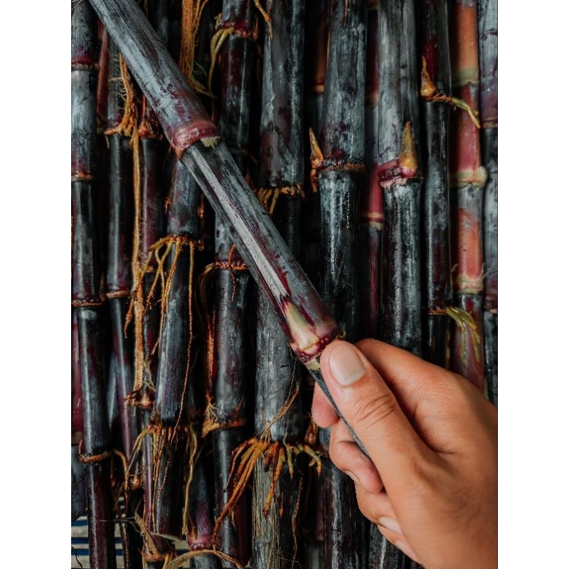BENIH TEBU HITAM UBAT (ORGANIK) (10 BATANG) | Shopee Malaysia