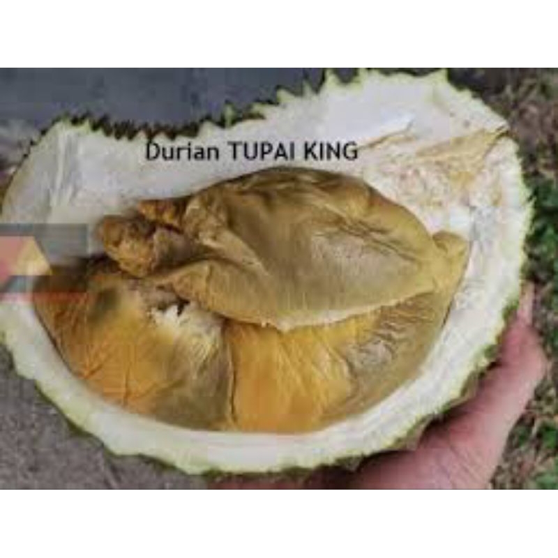 Pokok Durian Tupai King... | Shopee Malaysia