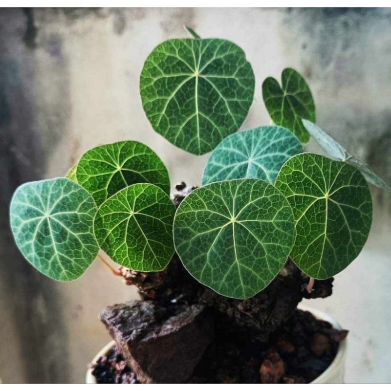 Stephania Nova Kaweesakii caudex plant一叶龟 | Shopee Malaysia