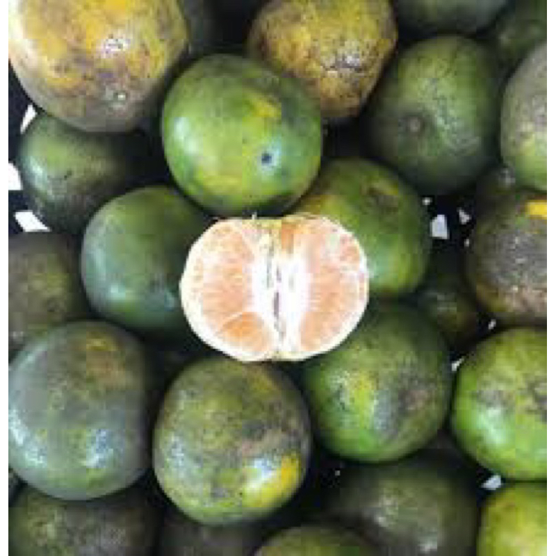 1kg limau lakat limau kg masam manis sedap cicah kuah rojak kuah kicap ...