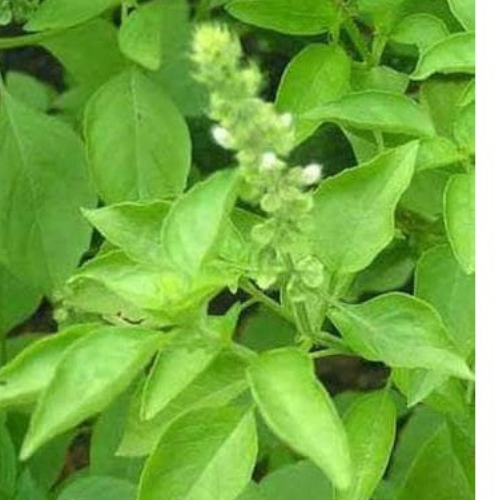 Pokok Daun Kemangi / Anak Pokok /Basil Seeds | Shopee Malaysia