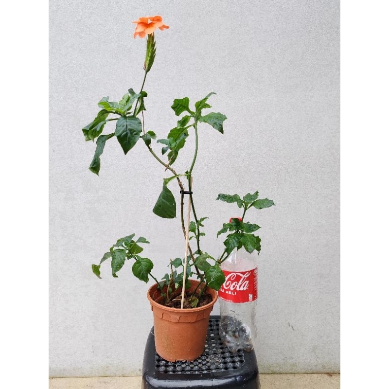 Kanakambaram poo / Chalisa Crossandra (Live plant) | Shopee Malaysia