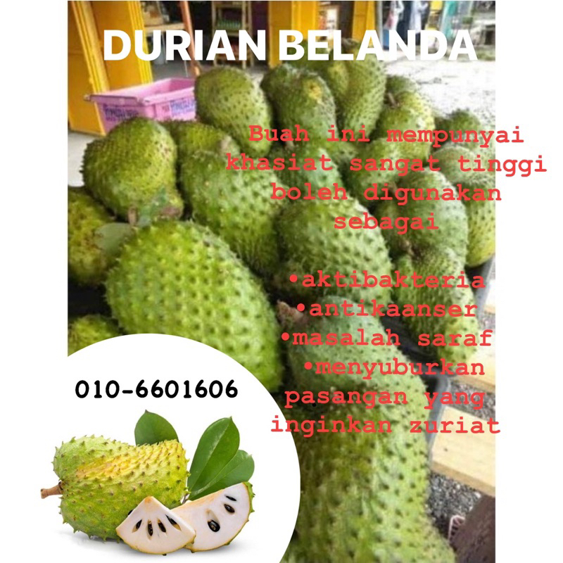 1KG +/- BUAH DURIAN BELANDA | DURIAN BELANDA | Shopee Malaysia