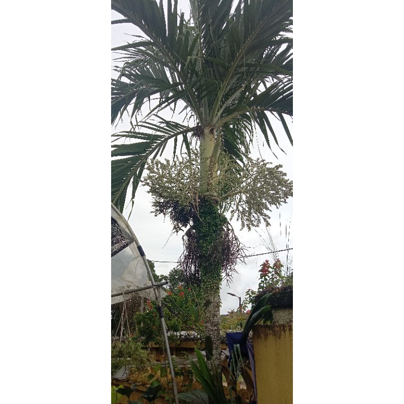 Anak pokok pinang kampung | Shopee Malaysia