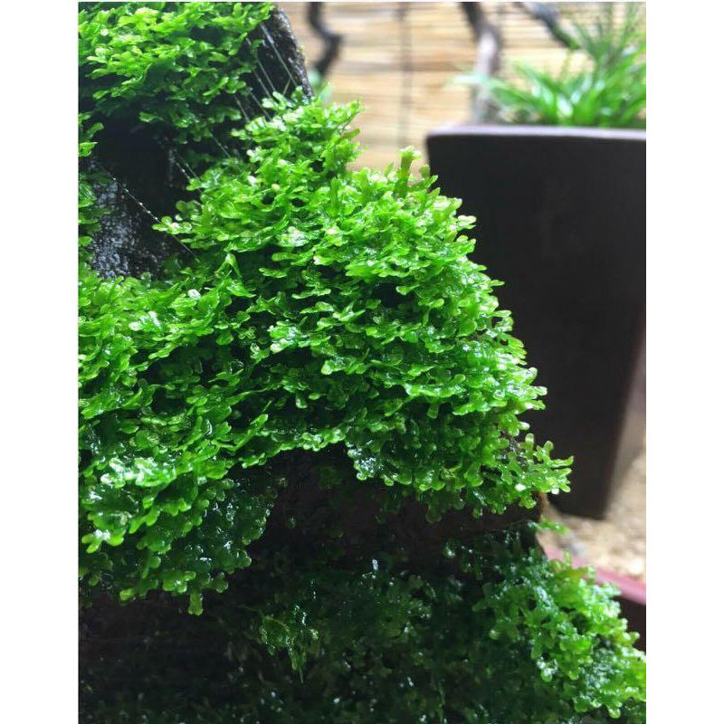 Pelia Moss 2-3cm Plants loose 10 free 5 | Shopee Malaysia