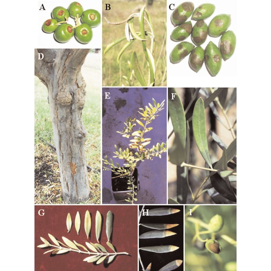 dry olive leaf/fruit/powder daun/buah zaitun teh (Oleo europaea L.) 橄榄 ...