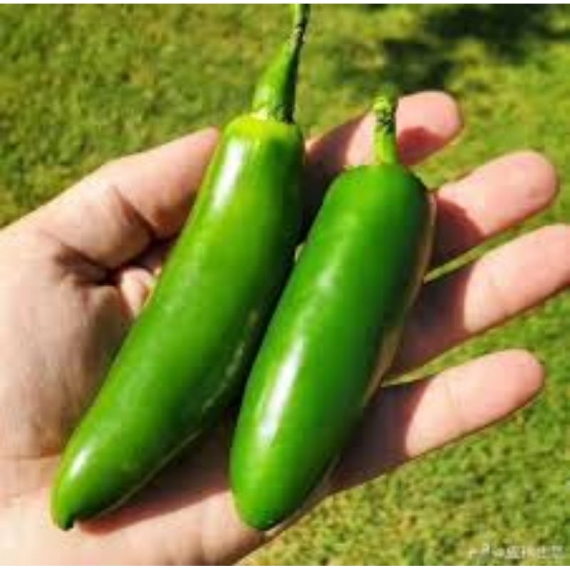 Fat giant cannonball shaped Hong Kong Chili Seeds 18pcs per pack/Biji ...