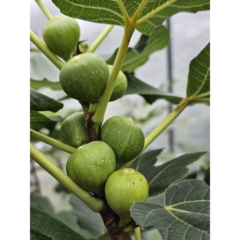 Keratan Tut Pokok Tin Fig cutting LUV BBN BNR 无花果枝条 | Shopee Malaysia