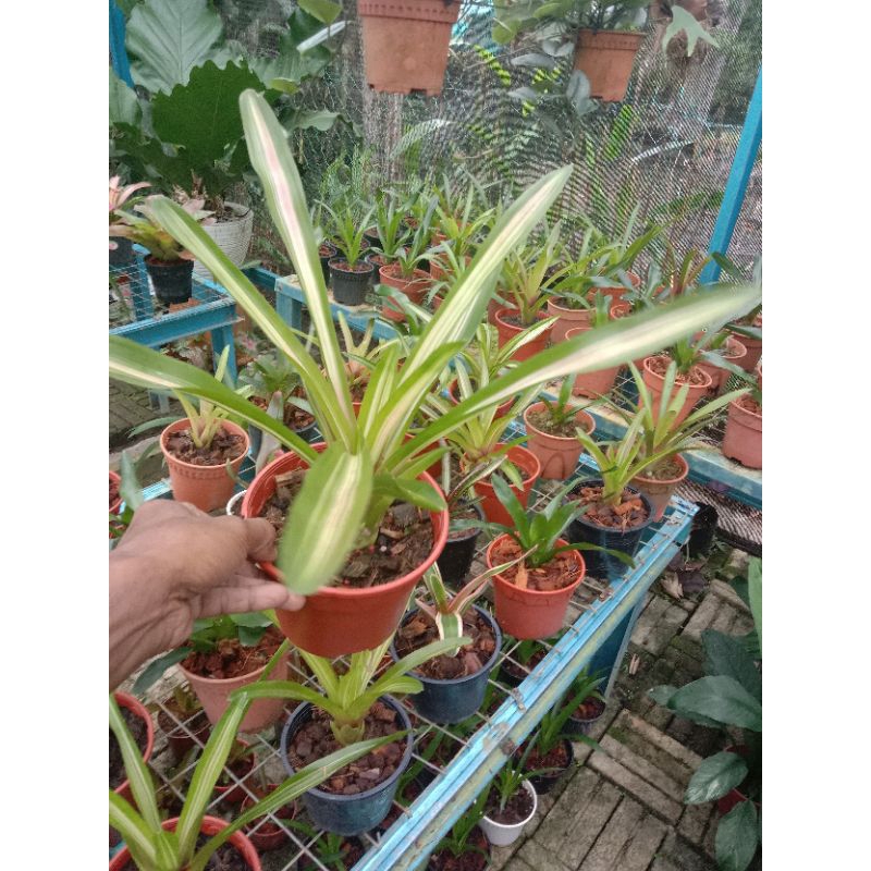 bromeliad neo martin live plant | Shopee Malaysia