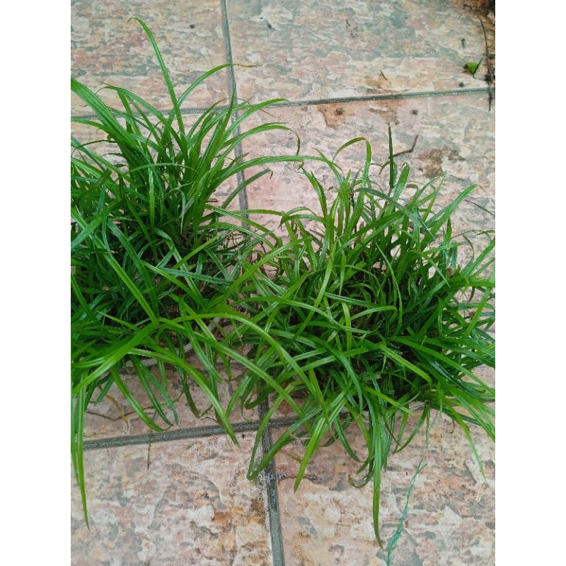 rumput helikopter (dalam bekas plastik) | Shopee Malaysia