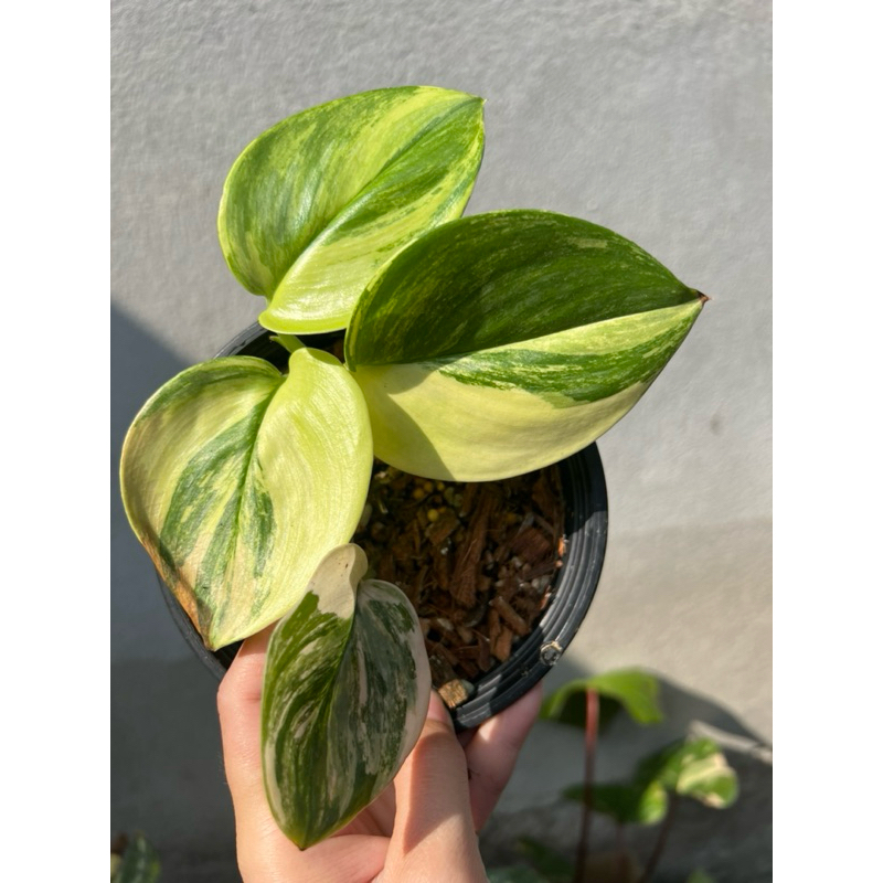 ‼️Rare items ‼️ scindapsus Rubicon variegated (Only West Malaysia ...