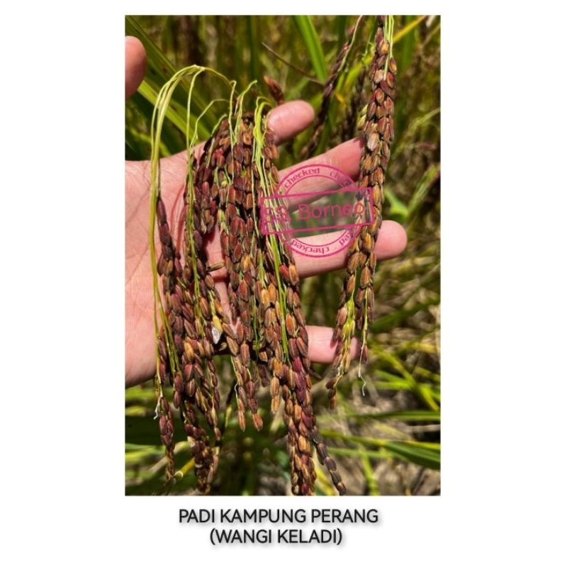 200gram/ BENIH PADI SAWAH/ BERAS KAMPUNG PERANG/ JENIS Keladi WANGI ...