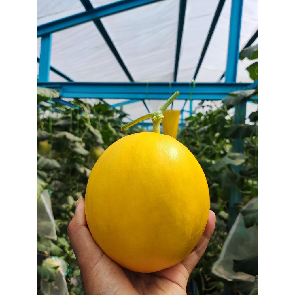 Melonnial Farm hydroponic golden melon GWG M8 honey queen melon manis ...