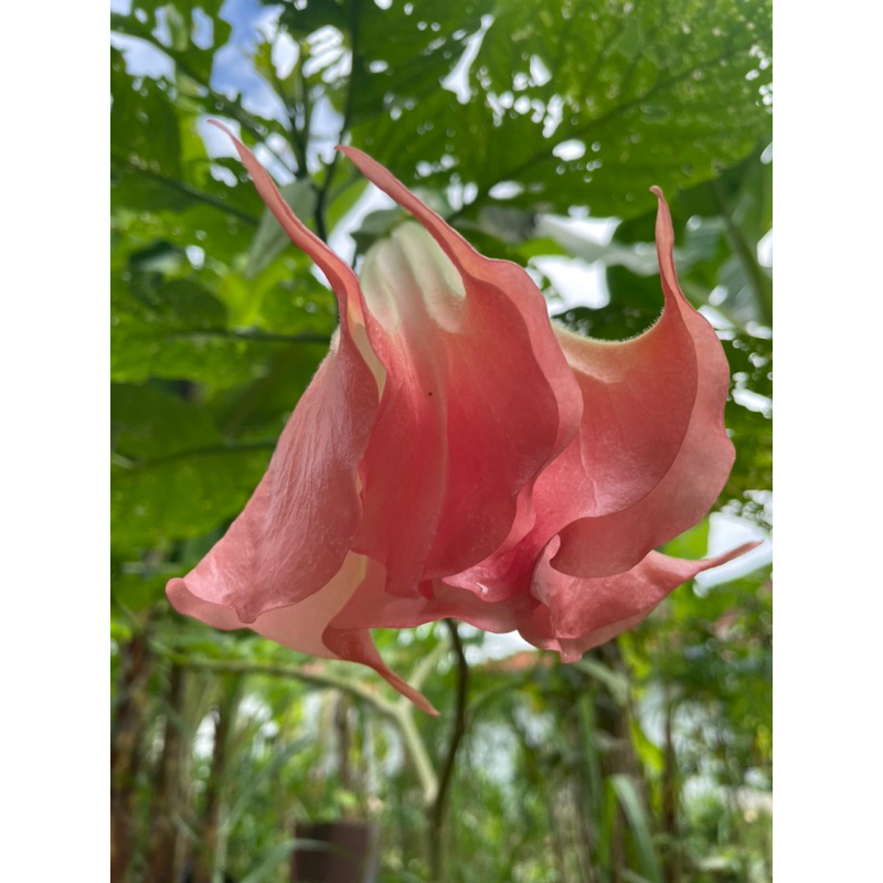 💮POKOK BUNGA TEROMPET MERAH JAMBU💮// 💮BUNGA KECUBUNG PINK💮//💮PINK ANGEL ...