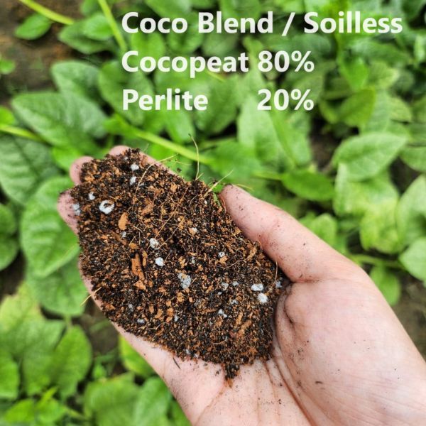 Coco Mix (Washed cocopeat 80% + Perlite 20%) Organic Potting Blend ...