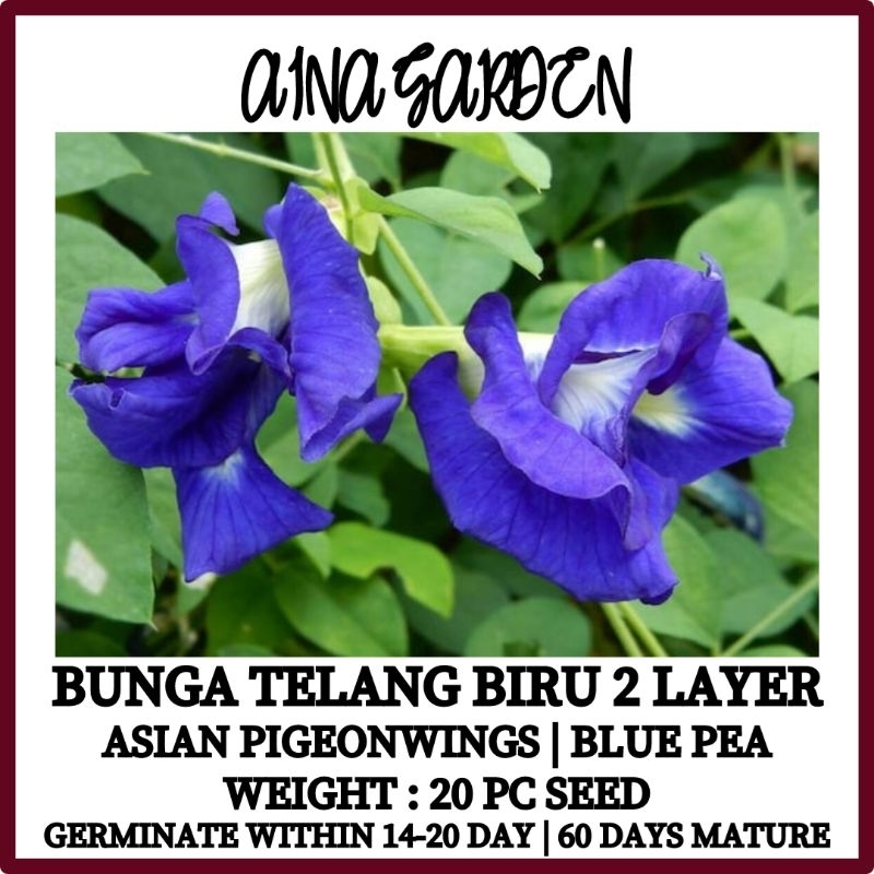 HSK [20pc] BUNGA TELANG BIRU 2 LAPIS | CLITORIA TERNATE | BLUE PEA SEED ...