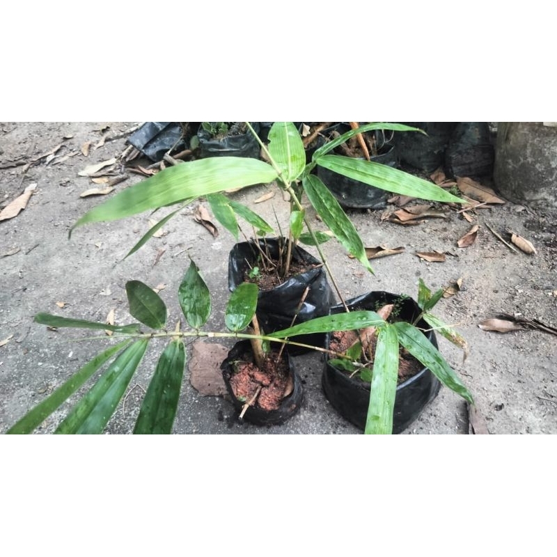 Anak pokok buluh kuning dalam polybag - sudah berdaun | Shopee Malaysia