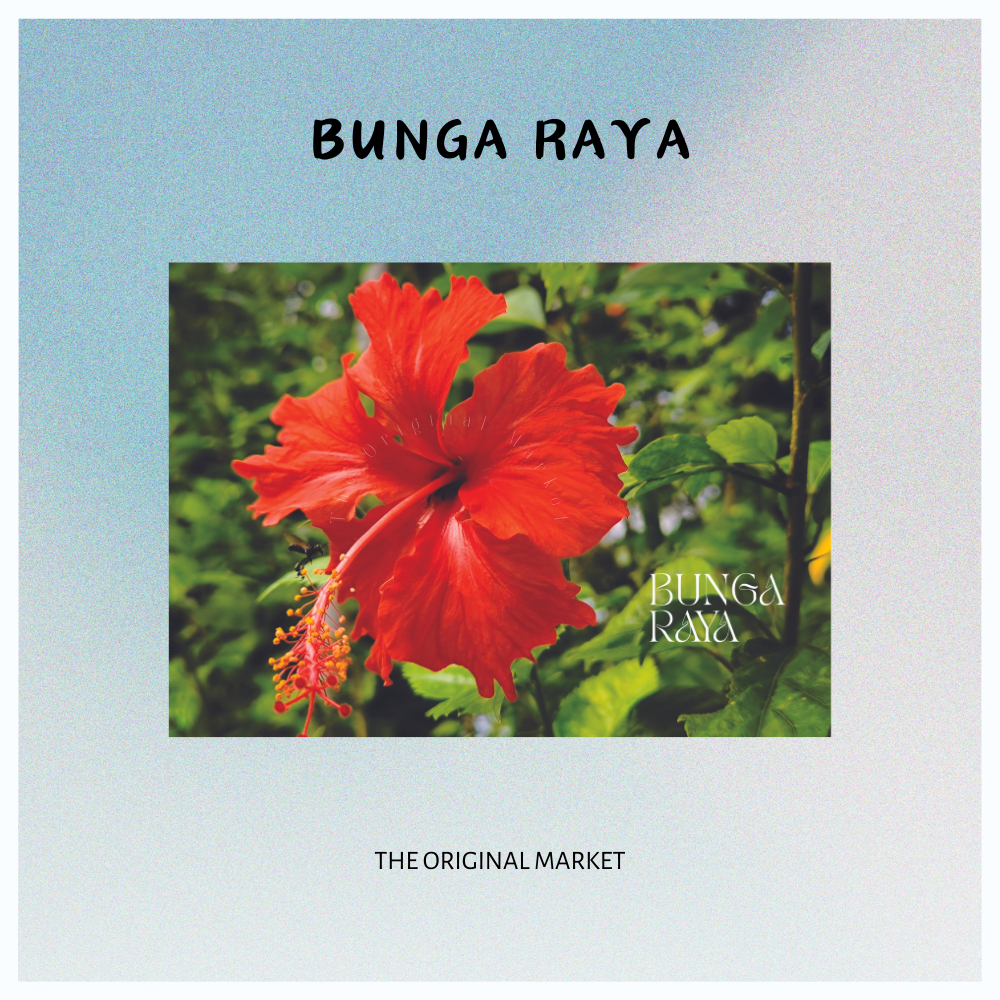 Postcard Malaysia - Bunga Raya ( Hibiscus ) | National flower of ...
