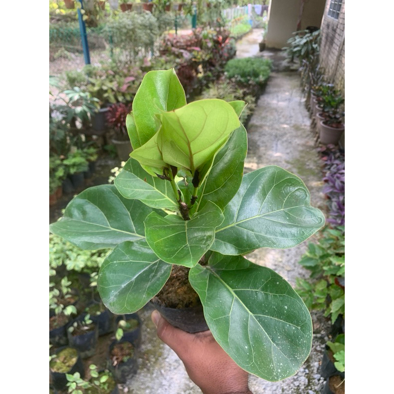 Ficus Lyrata Bambino / Pokok Ketapang Hiasan | Shopee Malaysia