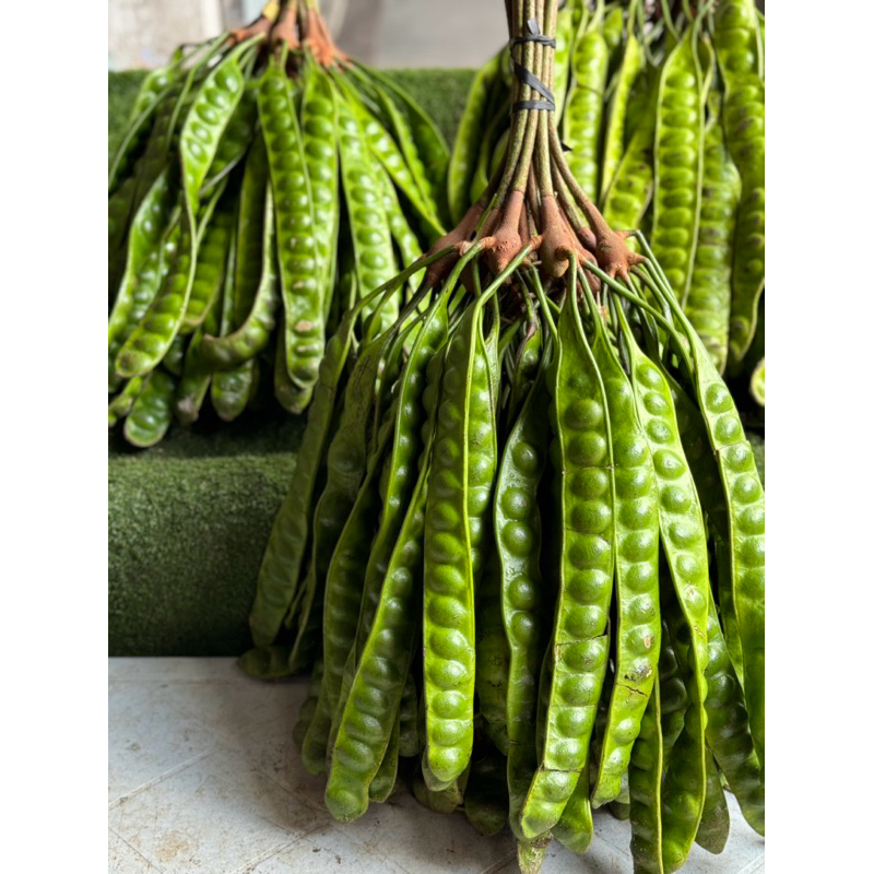 Petai hutan Cameron segar sedap. | Shopee Malaysia
