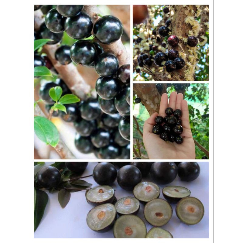 KKB Jaboticaba, Jabuticaba, Plinia cauliflora, Brazilian Grape Tree ...