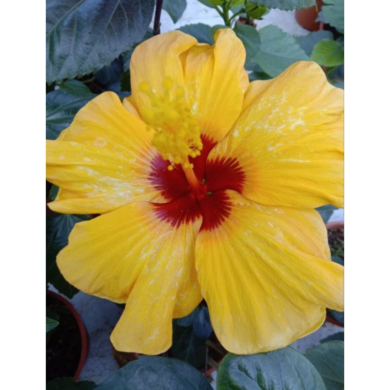 🔥🔥Bunga Raya Hybrid No.39🔥🔥 | Shopee Malaysia