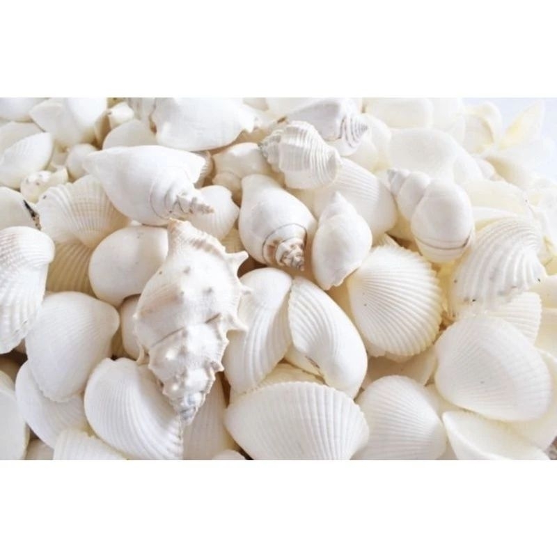 Campuran cengkerang siput laut 250 gram | Shopee Malaysia