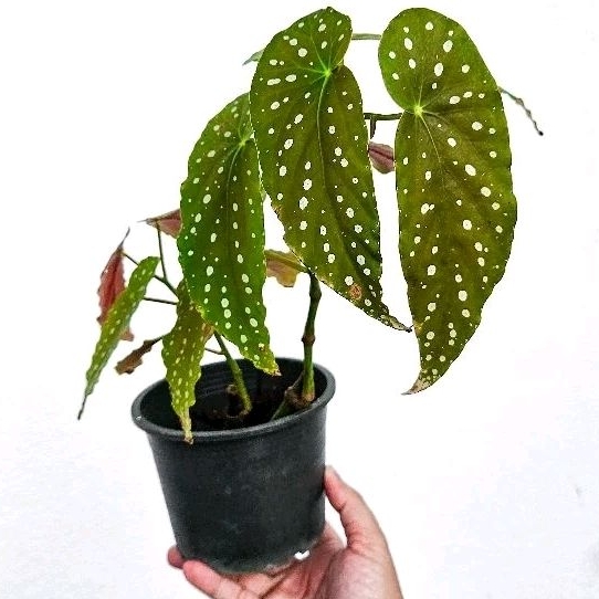 Begonia Maculata Wightii ( Real Live Plant ) | Shopee Malaysia