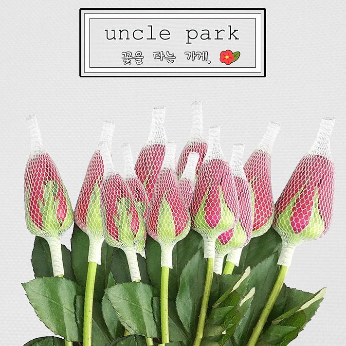 🌹(10pcs) ROSES 玫瑰 FRESH FLOWER BUNGA SEGAR ROSE Cameron Highlands ...