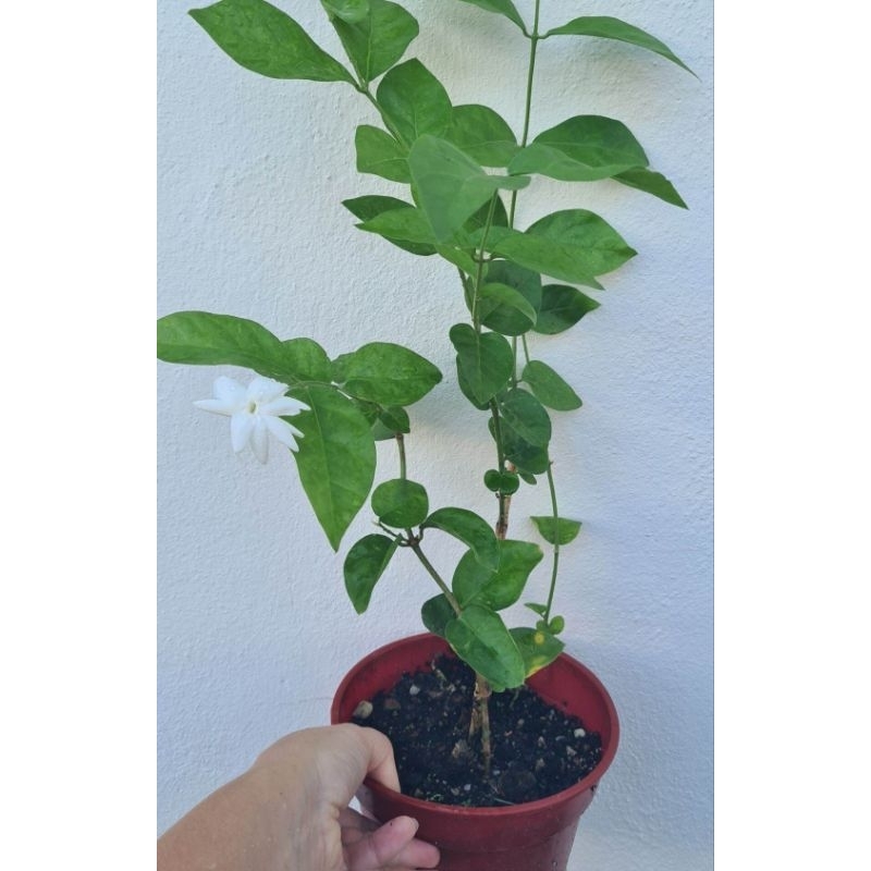 Anak Pokok Bunga Jasmine Melur Wangi - Fragrant Jasmine Flower | Shopee ...