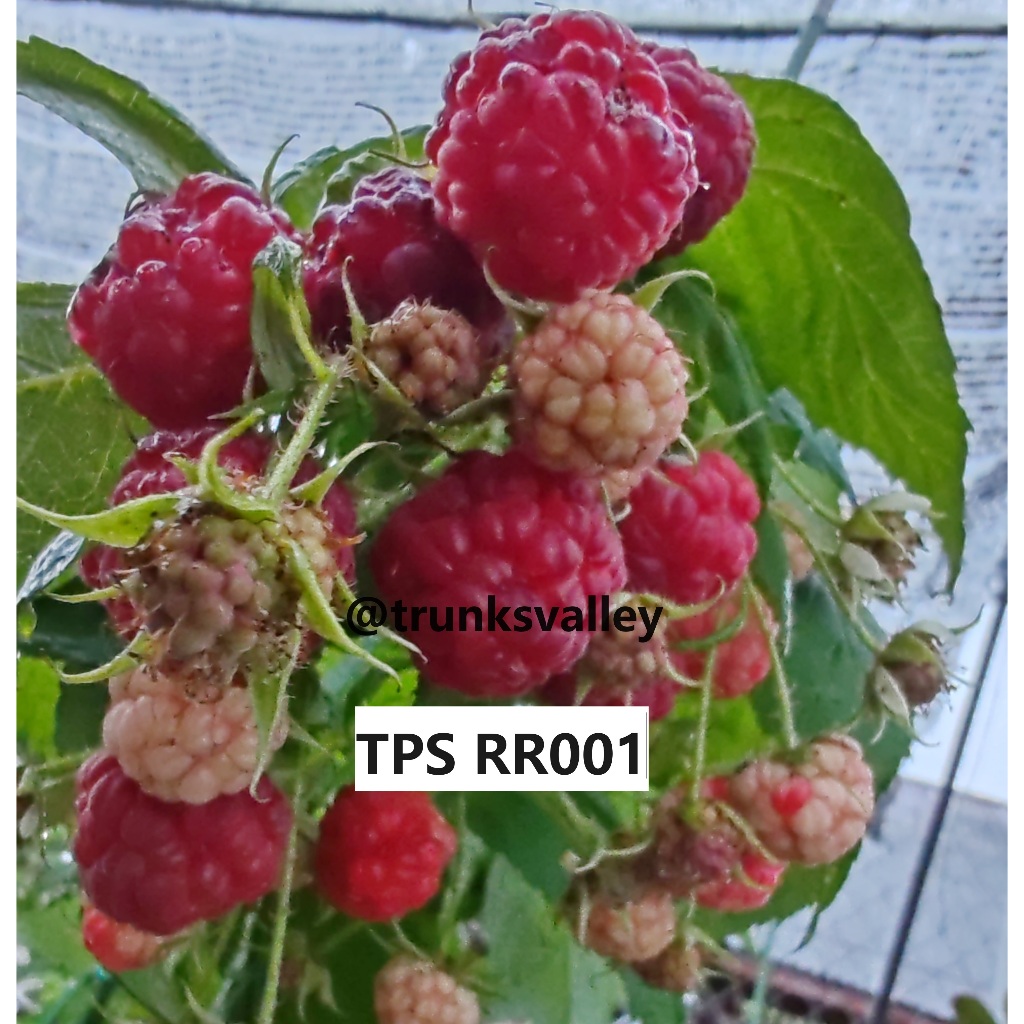 Pokok Raspberries Hybrid | Shopee Malaysia