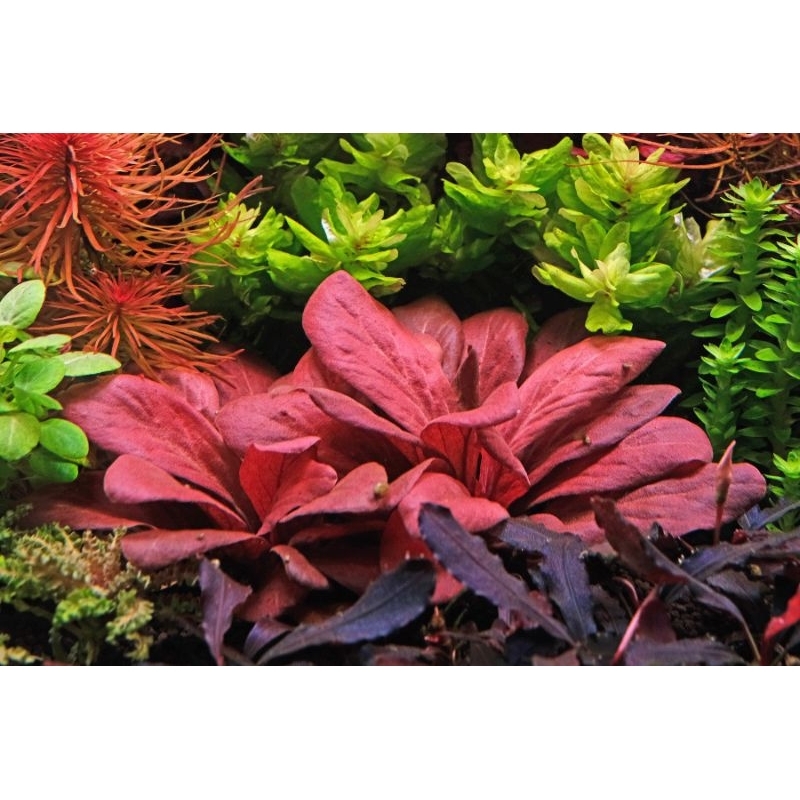 💥 RARE SUBMERSED SAMOLUS PARVIFLORUS RED 1 CLUMP 💥 | Shopee Malaysia