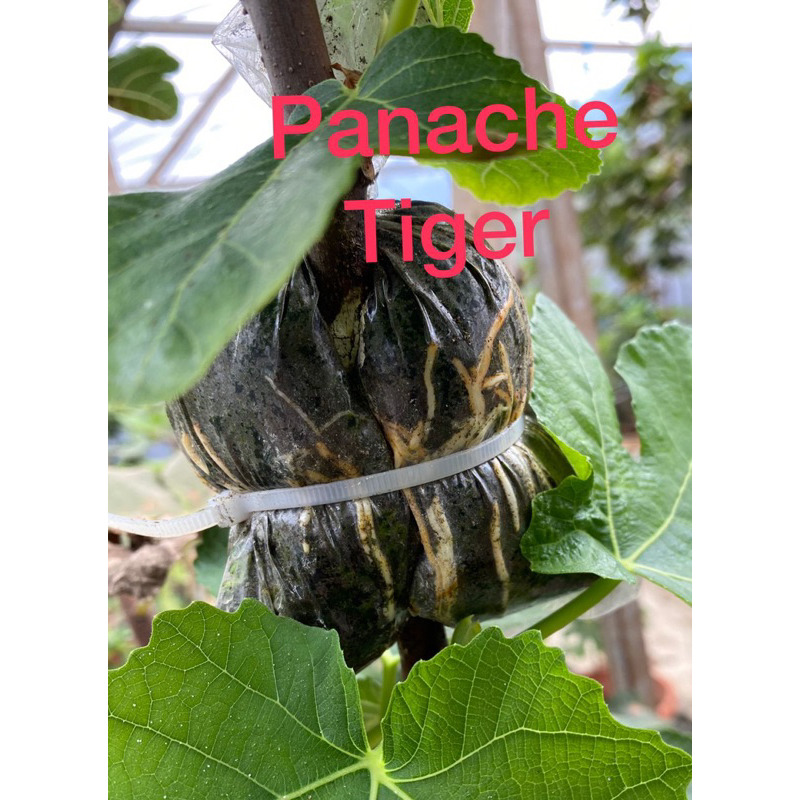 Tut Pokok Tin Panache Tiger | Shopee Malaysia