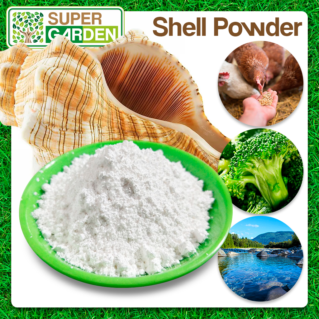 Shell Powder / Tepung Kulit Kerang 1KG Conch Cameo 100% Original Plant ...