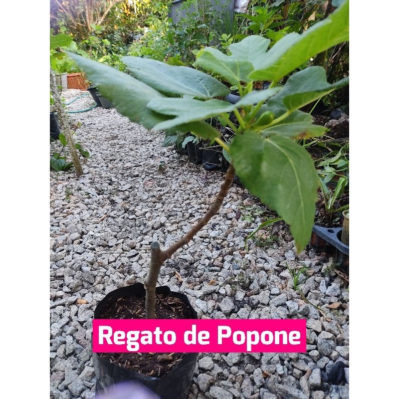 Regato Popone fig Pokok tin | Shopee Malaysia