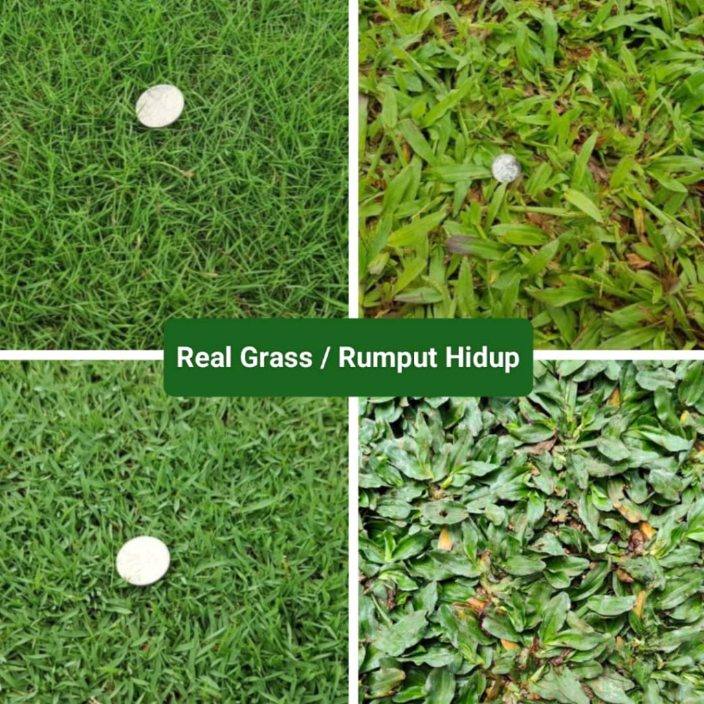 GPS Green Plant Society Live Grass Premium Real Grass Rumput Hidup 草坪 ...