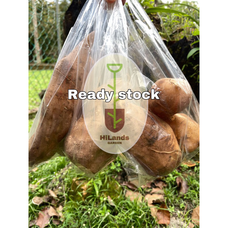 Yacon Cameron Highlands (1kg+-/pack) | Shopee Malaysia