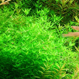 [Aquatic Plant] Pearl Weed Submerged Hemianthus Micranthemoides Green ...