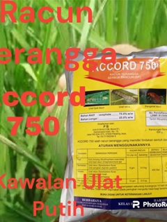 500gm/ Accord 750 / Racun Serangga / Racun Ulat / Racun Ulat Putih Padi / Racun Semua Jenis ...