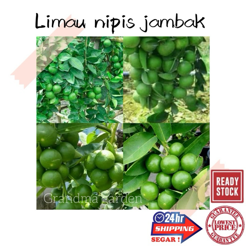 (GG real plant) pokok limau nipis jambak ^ anak pokok buah-buahan live ...