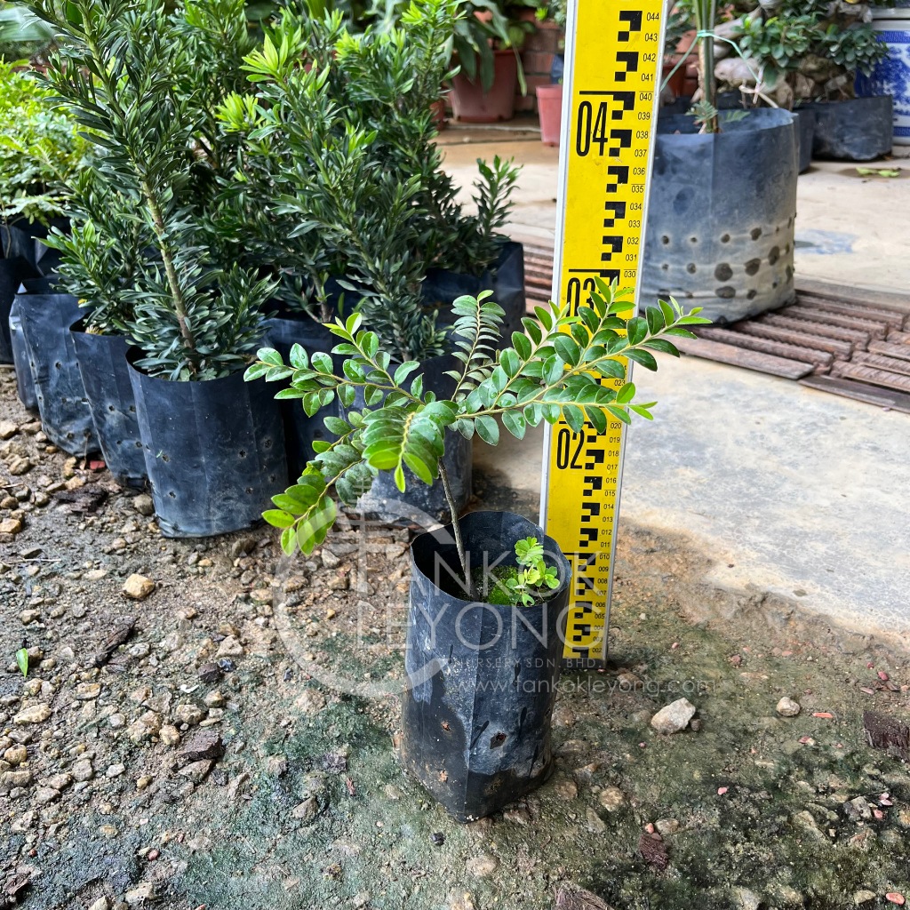 TKL - Outdoor Small Size Diospyros Buxifolia Bucida Tikus Polybag 9x9 ...