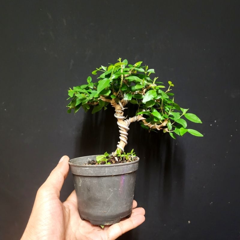 bonsai jeliti sui mei 水梅 for beginner | Shopee Malaysia