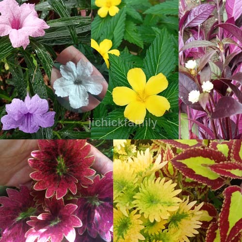 Mixed 4-6 Keratan Cutting/ Mexican Petunia 翠芦莉/ Coleus 彩叶草 ...